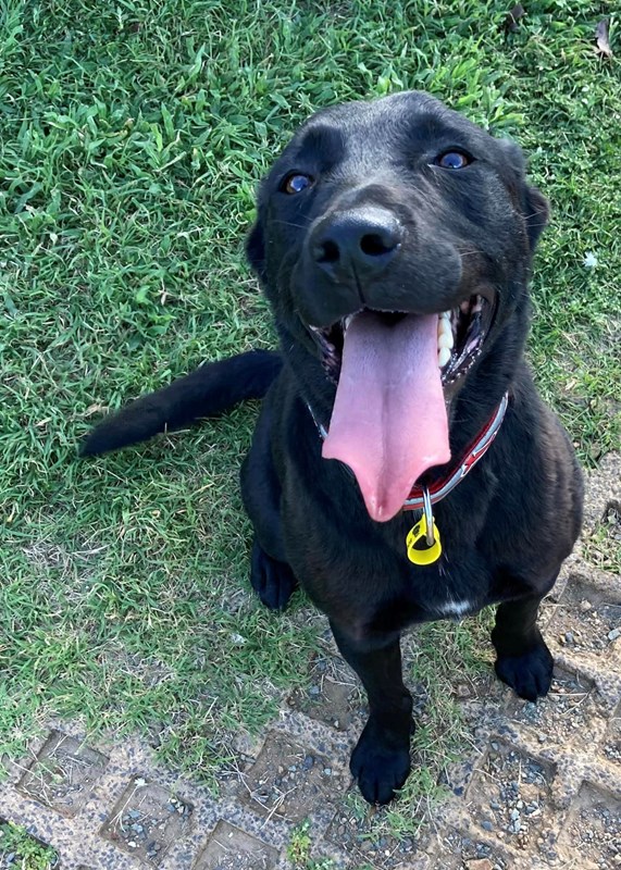 Adopt Charlie from Warwick QLD | Adopt-A-Dog