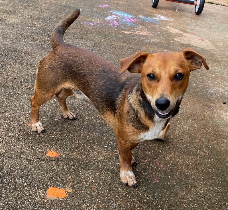 Adopt Banjo from MAREEBA QLD | Adopt-A-Dog