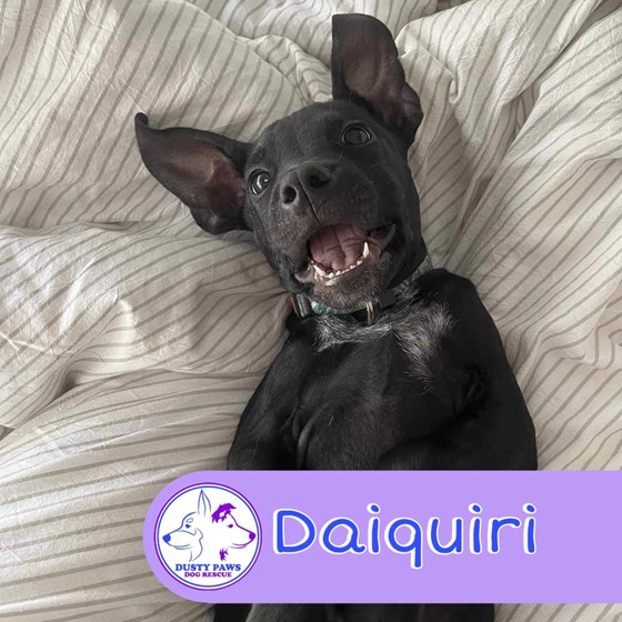 Adopt Daiquiri from Hallett Cove SA | Adopt-A-Dog