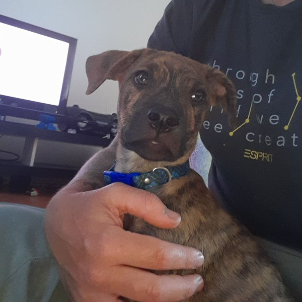 Adopt South from Adelaide SA | Adopt-A-Dog