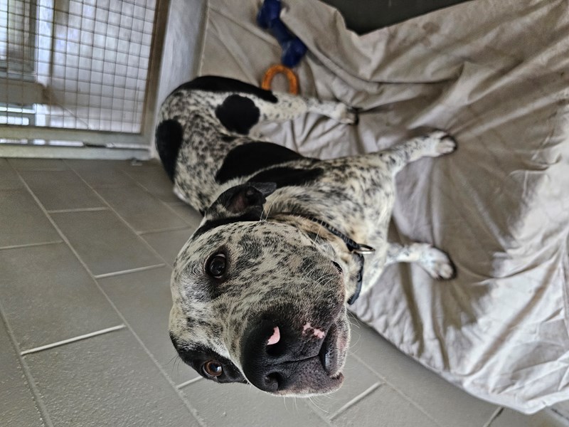 Adopt Blue from Mareeba QLD | Adopt-A-Dog