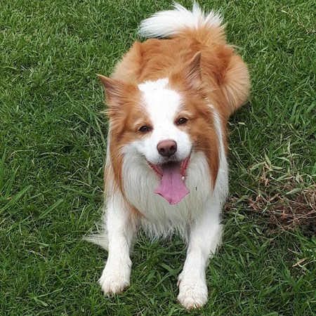 Adopt Hamilton from Springwood QLD | Adopt-A-Dog