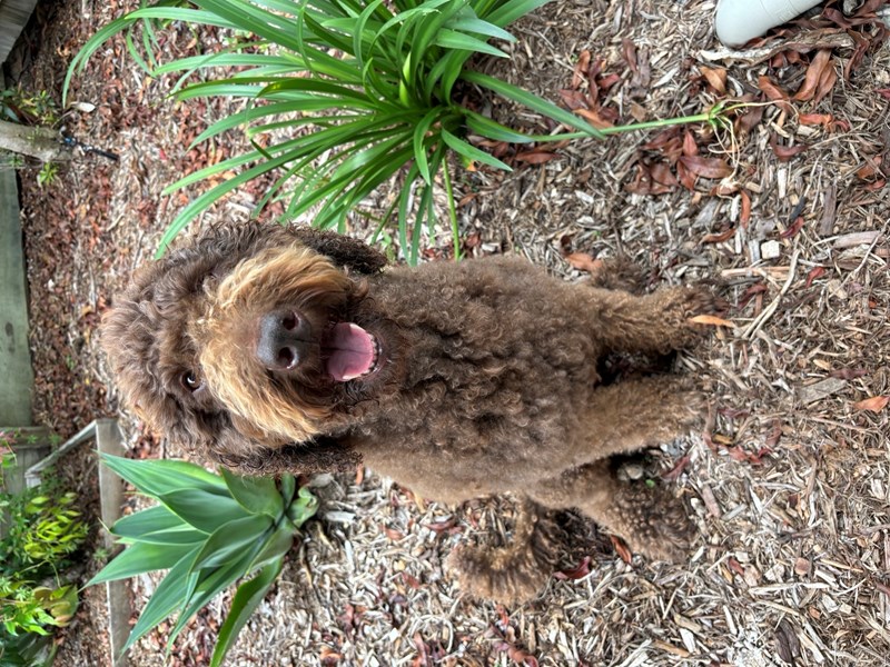 Adopt Leia from Logan Central QLD | Adopt-A-Dog