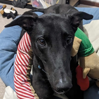 Adopt Finn from Perth WA | Adopt-A-Dog