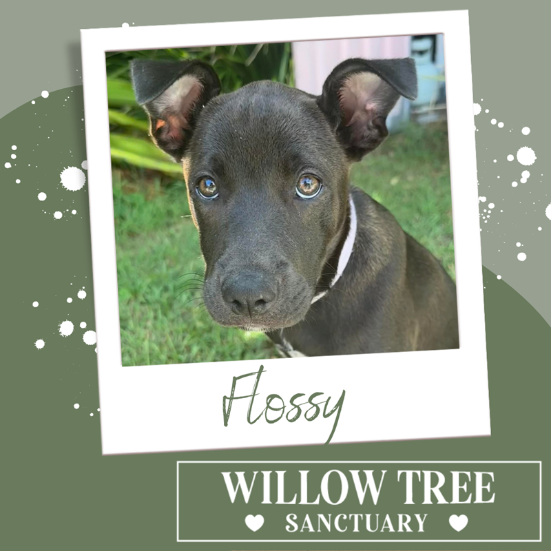 Adopt Flossy from Gold Coast QLD | Adopt-A-Dog