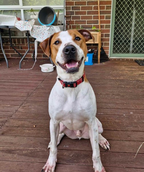 Adopt Smee from South Morang VIC | Adopt-A-Dog