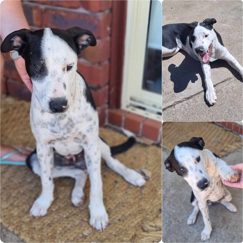 Adopt Foster to Adopt Rufus from Adelaide SA | Adopt-A-Dog