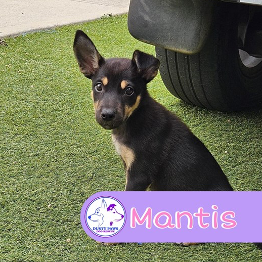 Adopt Mantis from Smithfield Plains SA | Adopt-A-Dog