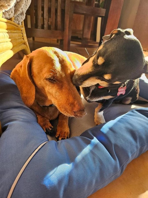 Adopt Yogi from Holmview QLD | Adopt-A-Dog