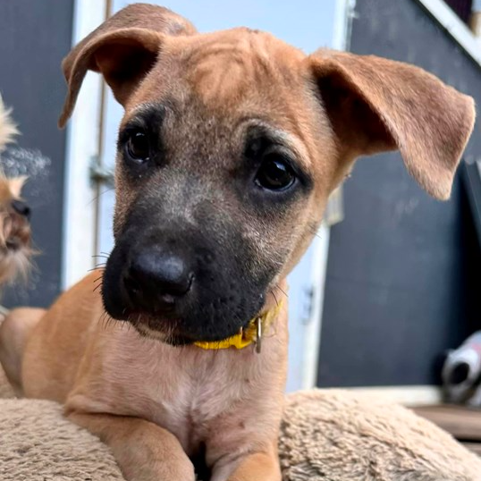 Adopt Aniyah from Cairns QLD | Adopt-A-Dog