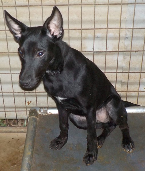 Adopt Raven from MAREEBA QLD | Adopt-A-Dog