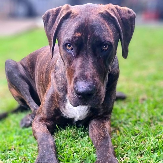 Adopt Weston from Brisbane QLD | Adopt-A-Dog