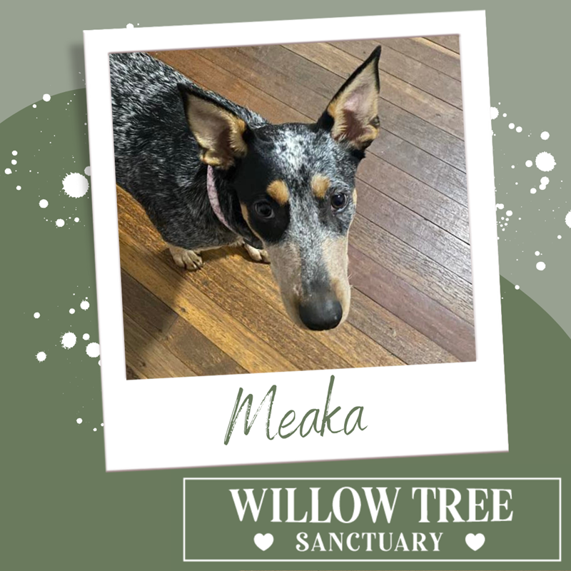 Adopt Meaka from North Coast NSW | Adopt-A-Dog