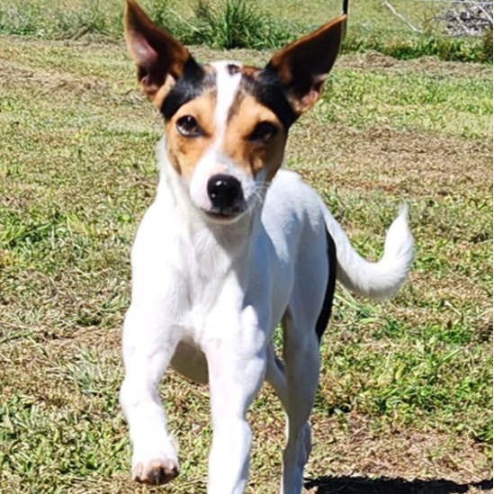 Adopt Delta from Oberon NSW | Adopt-A-Dog