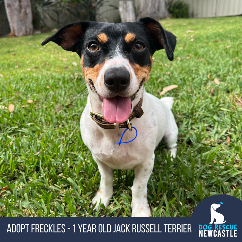 Adopt Freckles (Trial) from Medowie NSW | Adopt-A-Dog