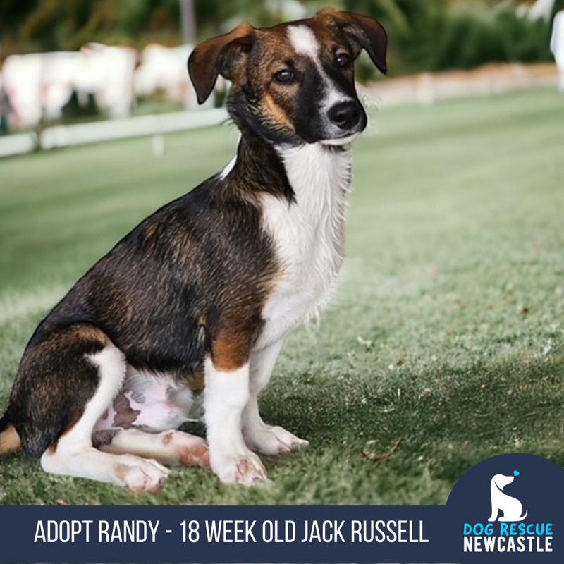 Adopt Randy (Trial) from Awaba NSW | Adopt-A-Dog