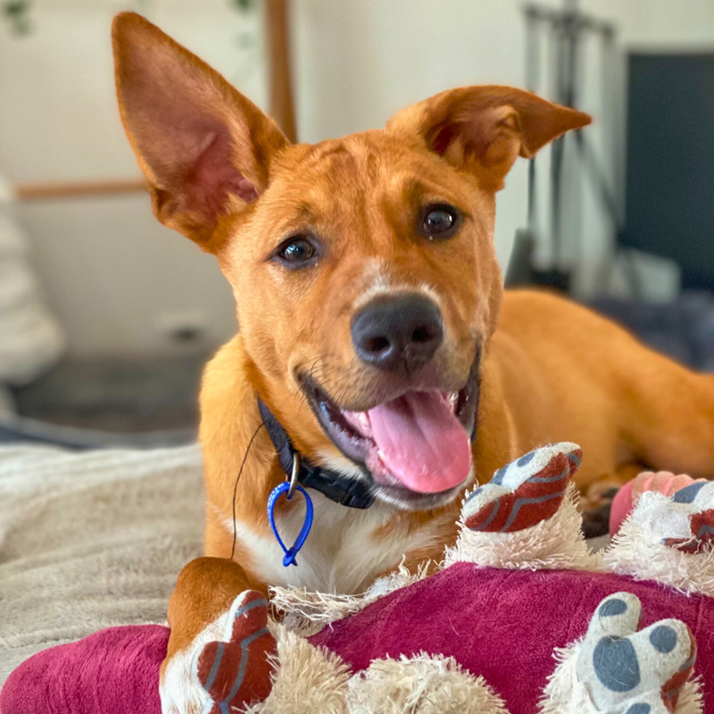 Adopt Romeo (Trial) from Terrigal NSW | Adopt-A-Dog