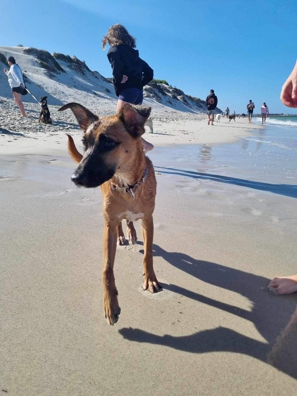 Adopt Jessie from Padbury WA | Adopt-A-Dog