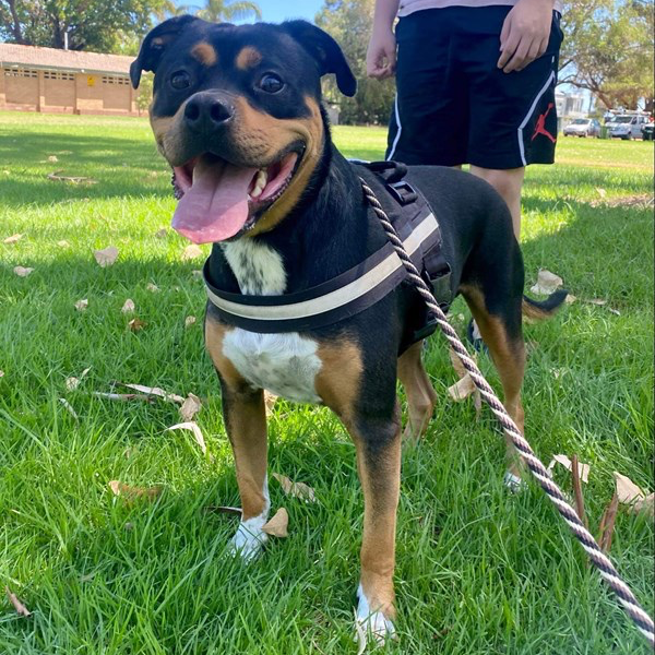 Adopt Thor from Perth WA | Adopt-A-Dog