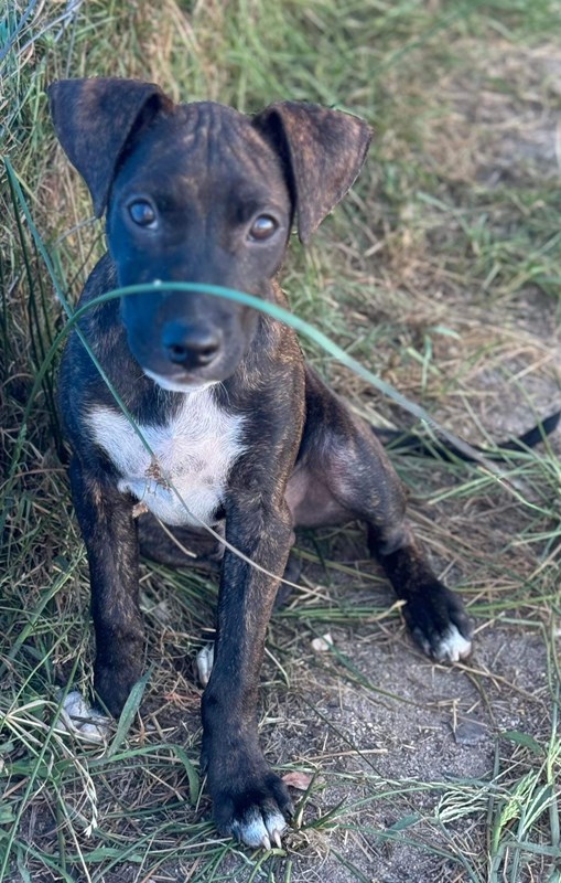 Adopt Luke from Running Stream NSW | Adopt-A-Dog