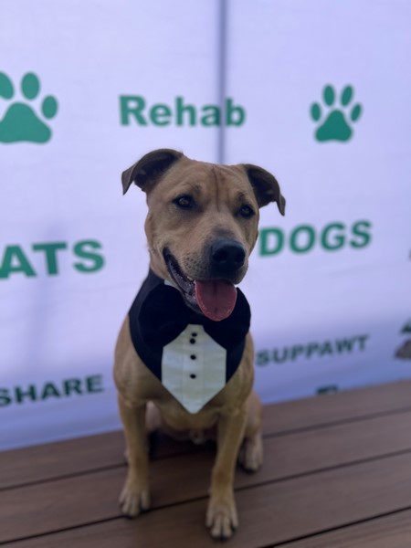 Adopt Zena from 27 Talbot Road, Southern River WA | Adopt-A-Dog