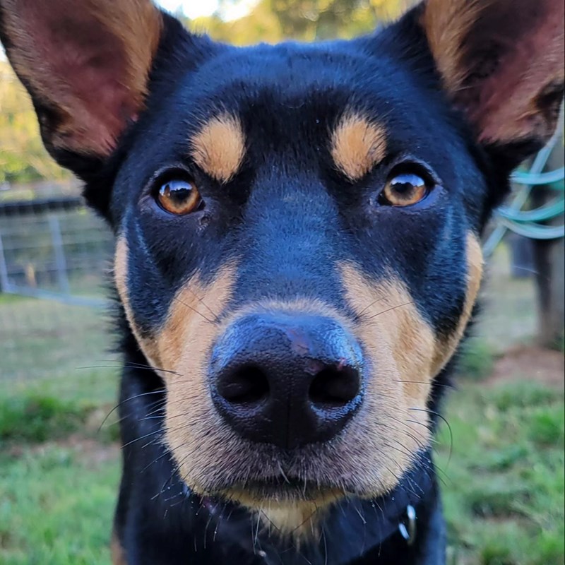 Adopt Jay from Pheasant Creek VIC | Adopt-A-Dog