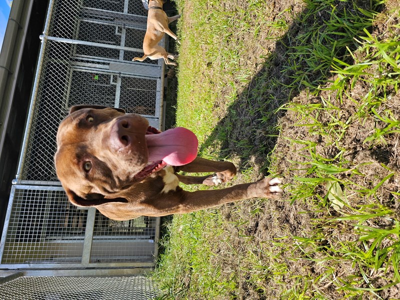 Adopt Zeus from Mareeba QLD | Adopt-A-Dog