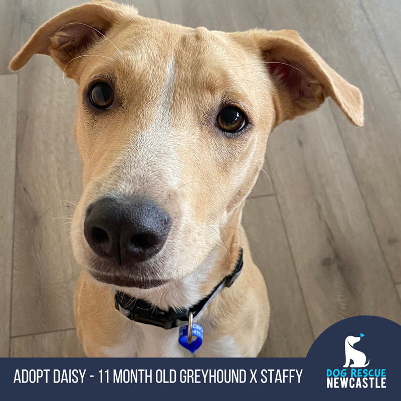Adopt Daisy (Trial) from Lake Munmorah NSW | Adopt-A-Dog