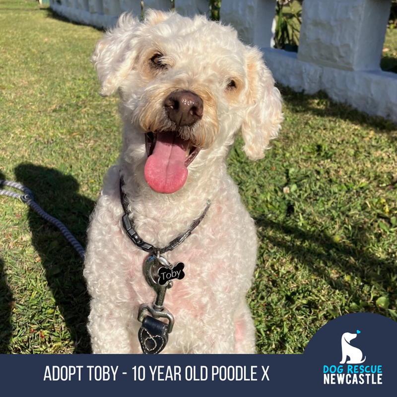 Adopt Toby (Trial) from The Entrance NSW | Adopt-A-Dog