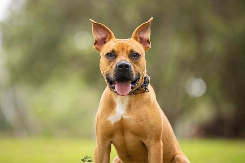 Adopt Marky from Bringelly NSW | Adopt-A-Dog