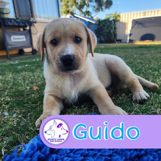 Adopt Guido from Hackham SA | Adopt-A-Dog