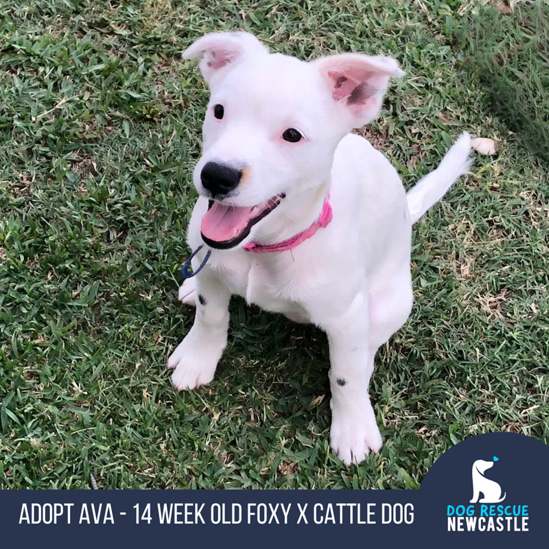 Adopt Ava (Hold) from Singleton NSW | Adopt-A-Dog