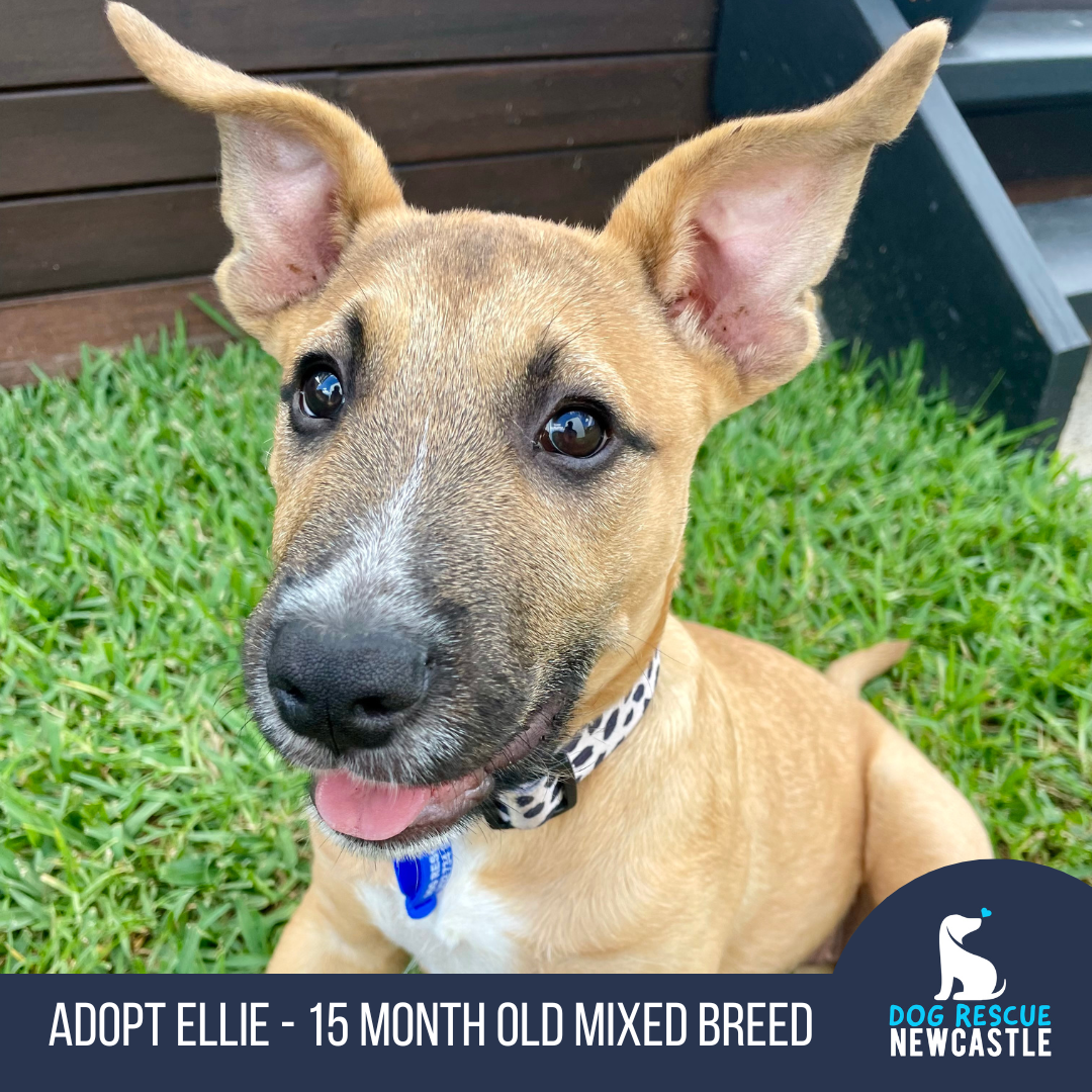 Adopt Ellie (Trial) from Mayfield NSW | Adopt-A-Dog