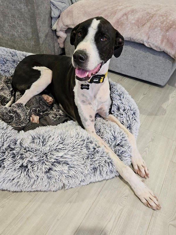 Adopt Sheeba from Cairns QLD | Adopt-A-Dog
