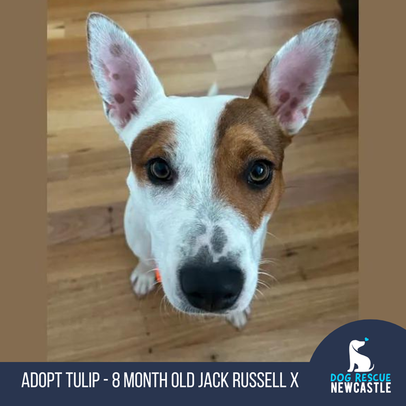 Adopt Tulip from Newcastle NSW | Adopt-A-Dog