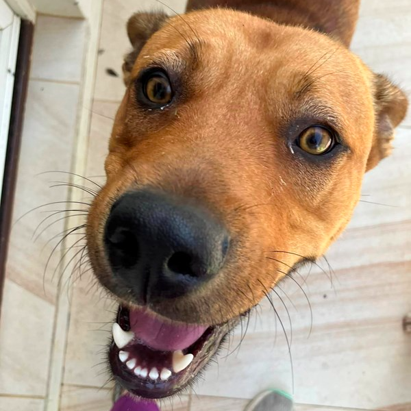 Adopt Cisco from Toowoomba QLD | Adopt-A-Dog