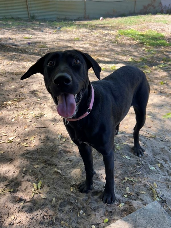 Adopt Betty from Shenton Park WA | Adopt-A-Dog