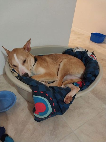 Adopt Betty from Southern Adelaide SA | Adopt-A-Dog