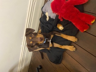 Adopt Digger from Bindoon WA | Adopt-A-Dog