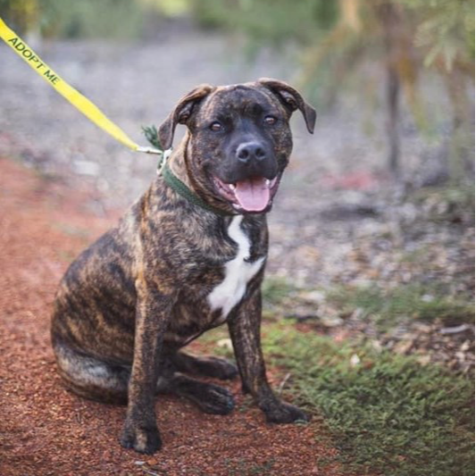 Adopt Gus from Perth WA | Adopt-A-Dog