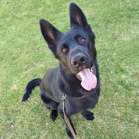 Adopt Oski from Adelaide SA | Adopt-A-Dog