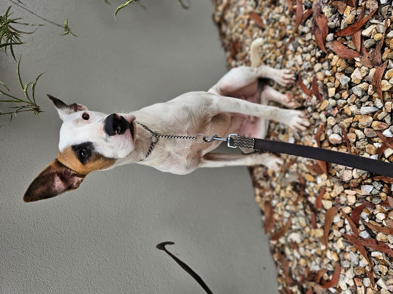 Adopt Pikachu from Mareeba QLD | Adopt-A-Dog