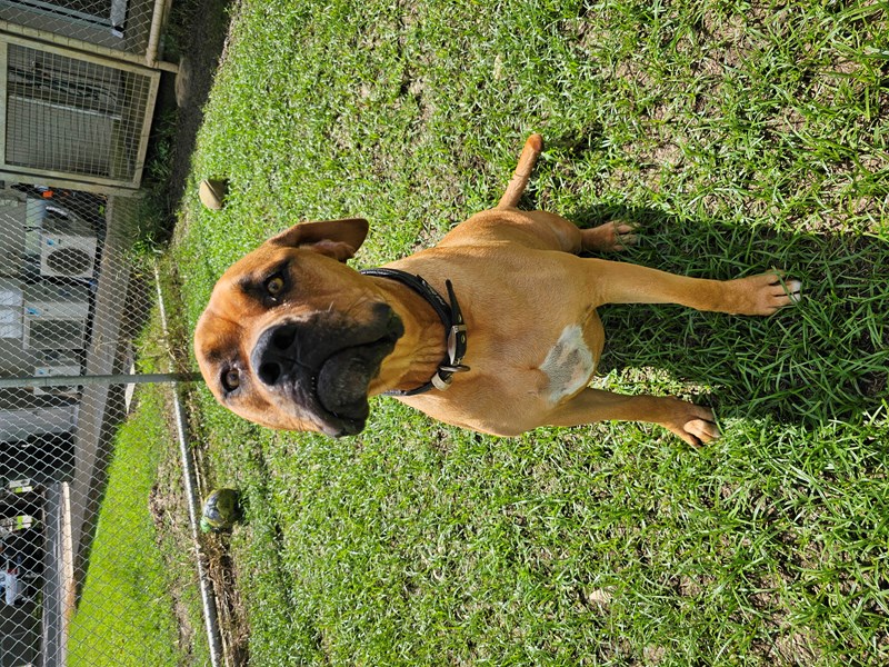 Adopt Bella from Mareeba QLD | Adopt-A-Dog