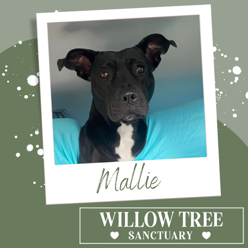 Adopt Mallie from North Coast NSW | Adopt-A-Dog