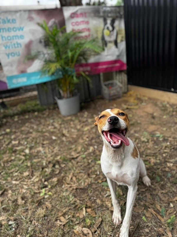Adopt Scar from Rossmore NSW | Adopt-A-Dog