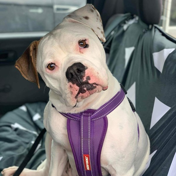 Adopt Isla from Melbourne VIC | Adopt-A-Dog