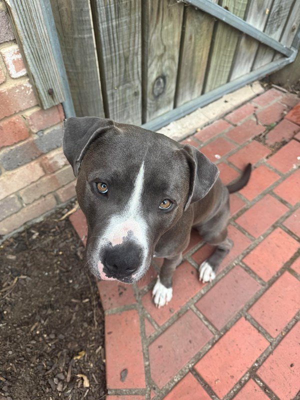 Adopt Arnie from Traralgon VIC | Adopt-A-Dog