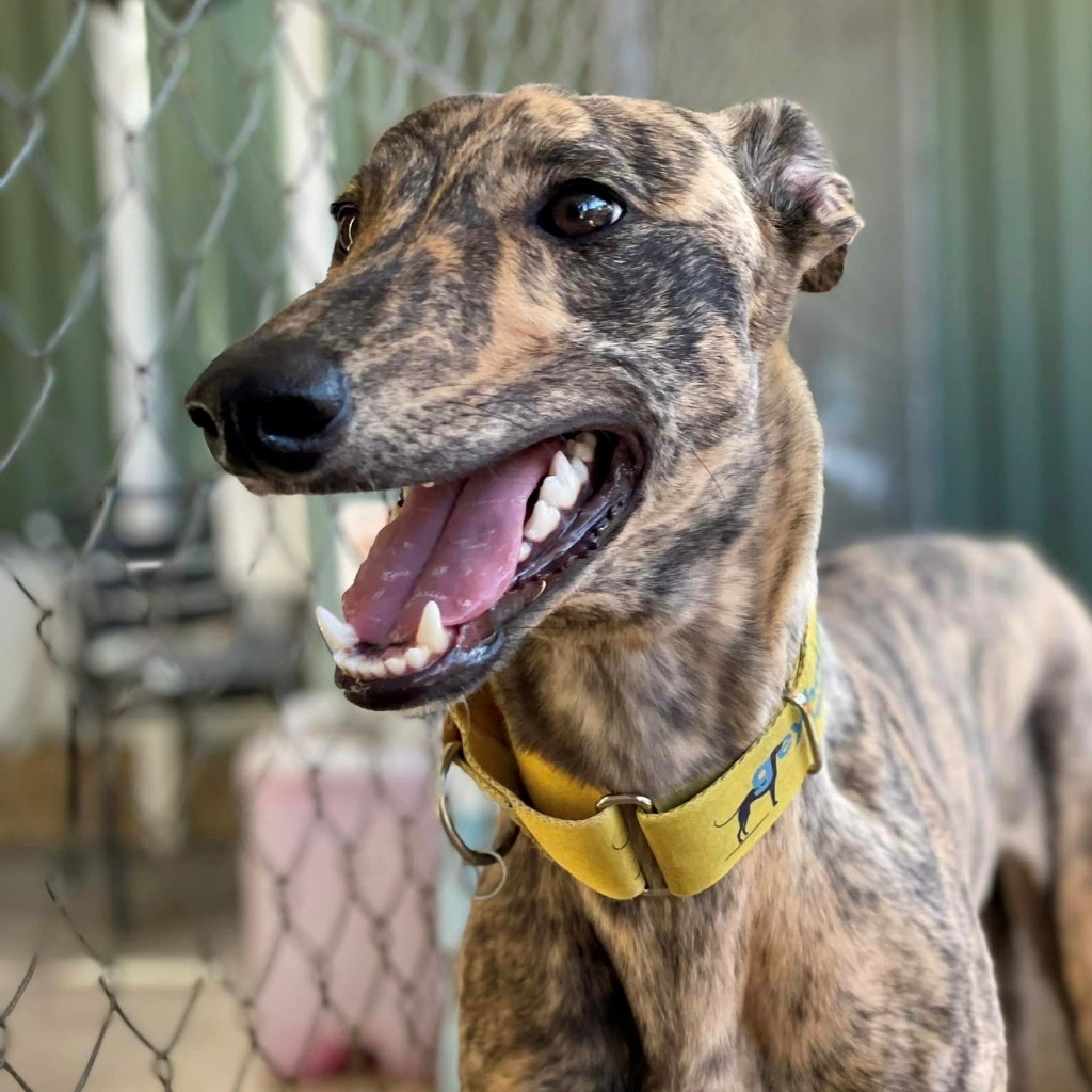 Adopt Myrtle from Sydney NSW | Adopt-A-Dog