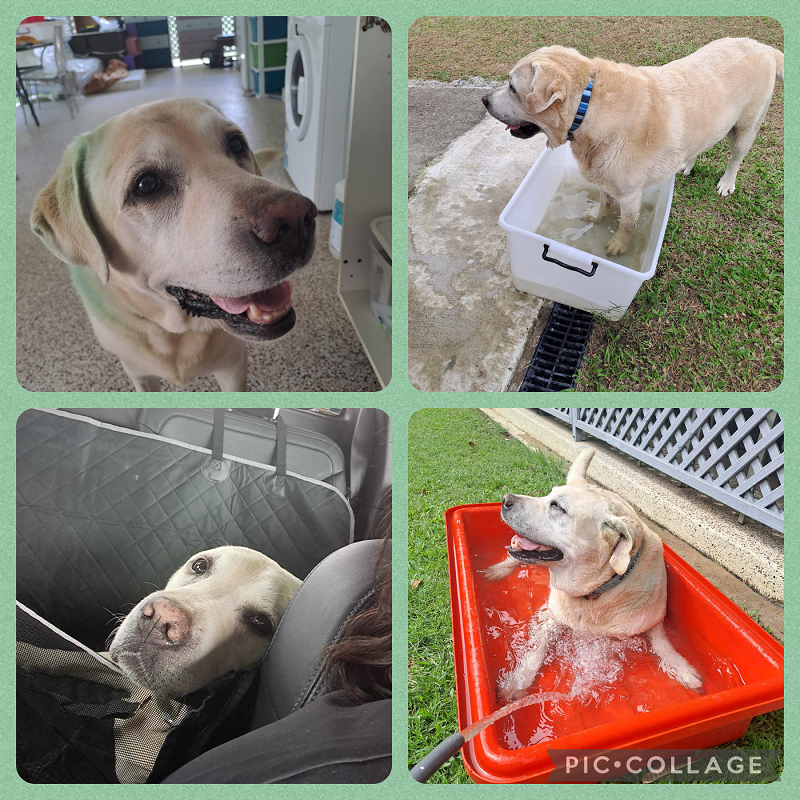 Adopt Ragnar from Brisbane QLD | Adopt-A-Dog