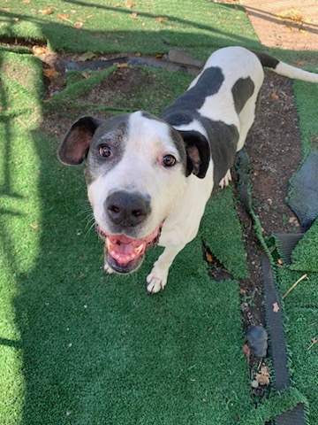 Adopt Fleur from Tamworth NSW | Adopt-A-Dog